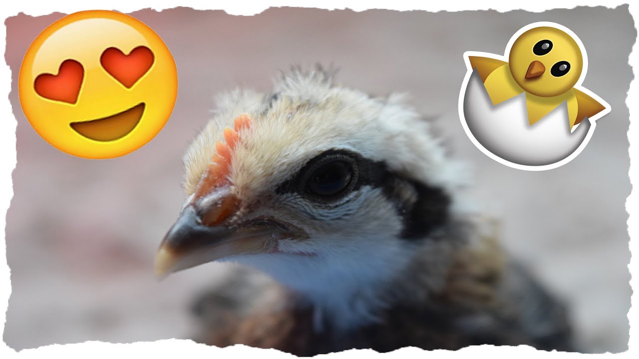 CUTE DUTCH BANTAM CHICKENS - YouTube