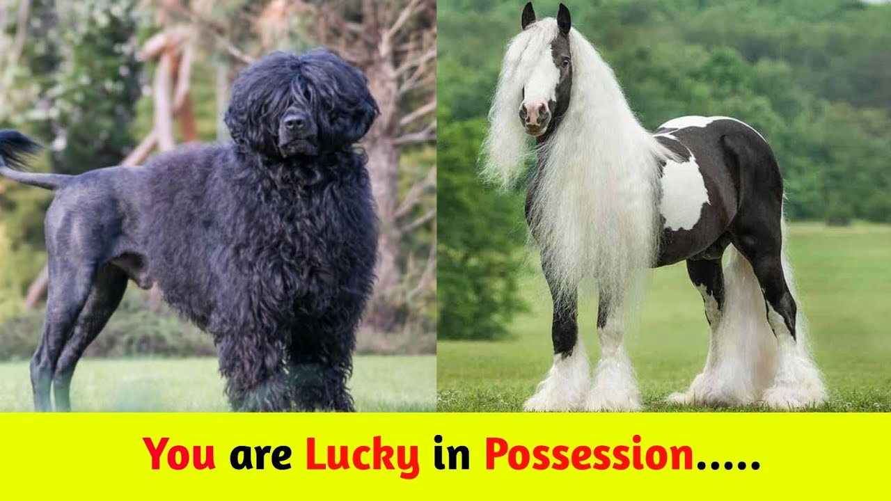 Most Expensive Pets | 10 Most Expensive Pets in The World | English ...