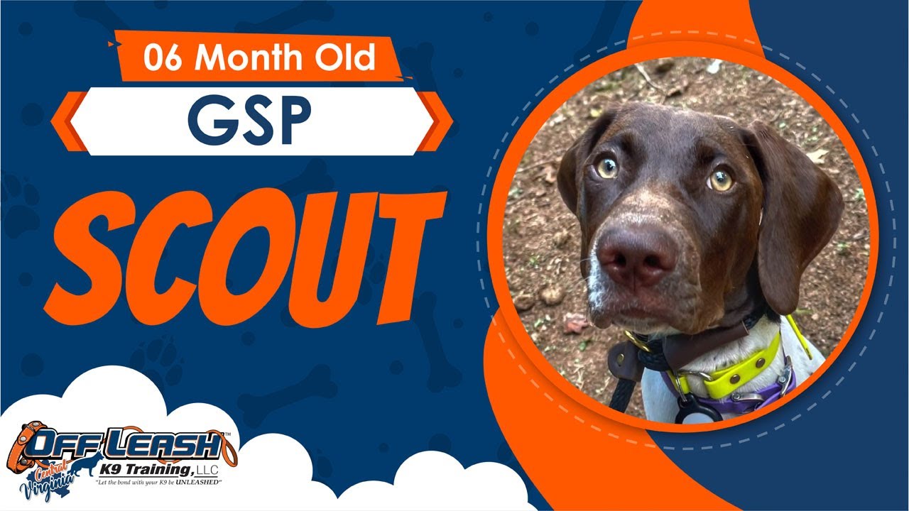 6mo GSP (Scout) Best Dog Trainers in FXBG VA - YouTube