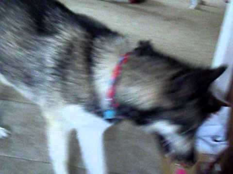 wolf hybrids CAN play with cats - YouTube