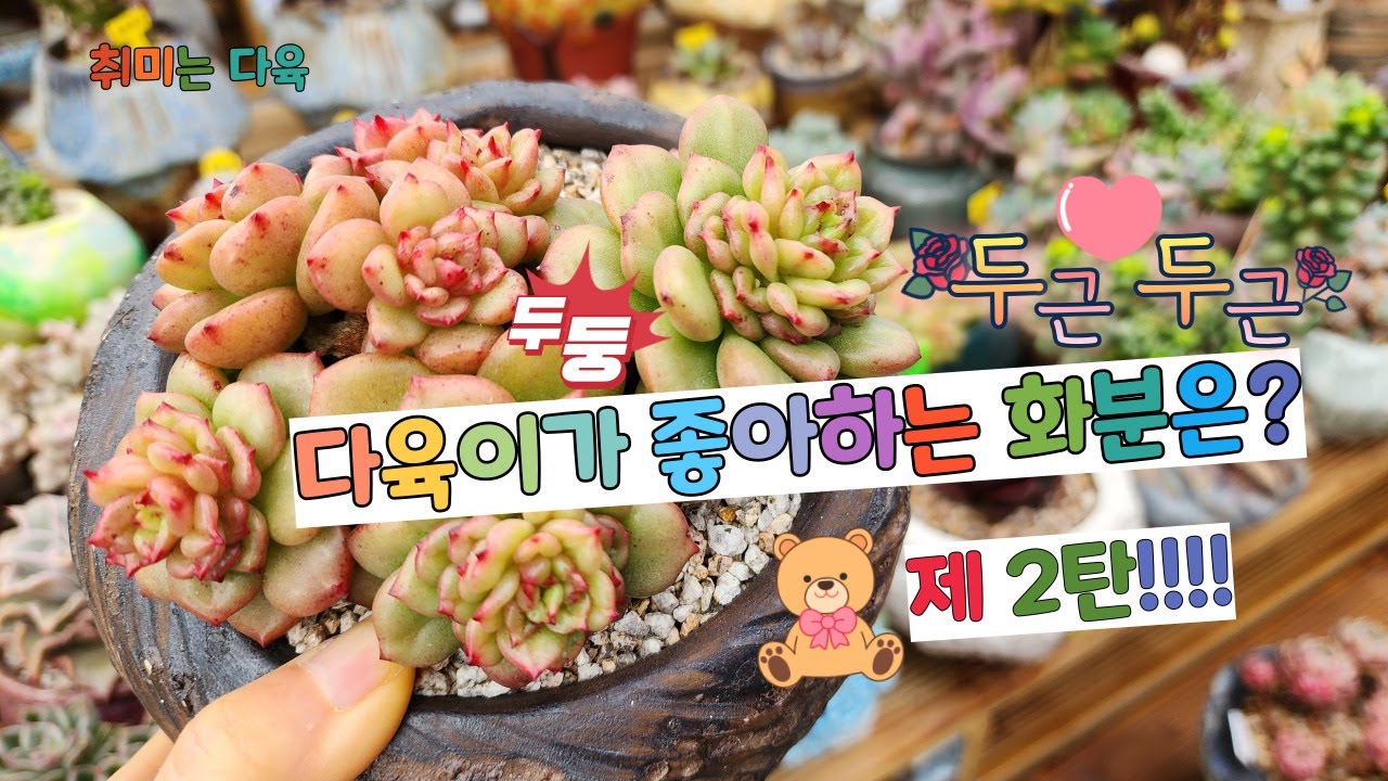 1️⃣월1️⃣5️⃣일 🍀내 다육이에게🍀 제일 잘 🌹어울리는 옷🌹을 찾아 헤매는 👩🌾다육맘들👩🌾 집합🍋🍋 목가화분