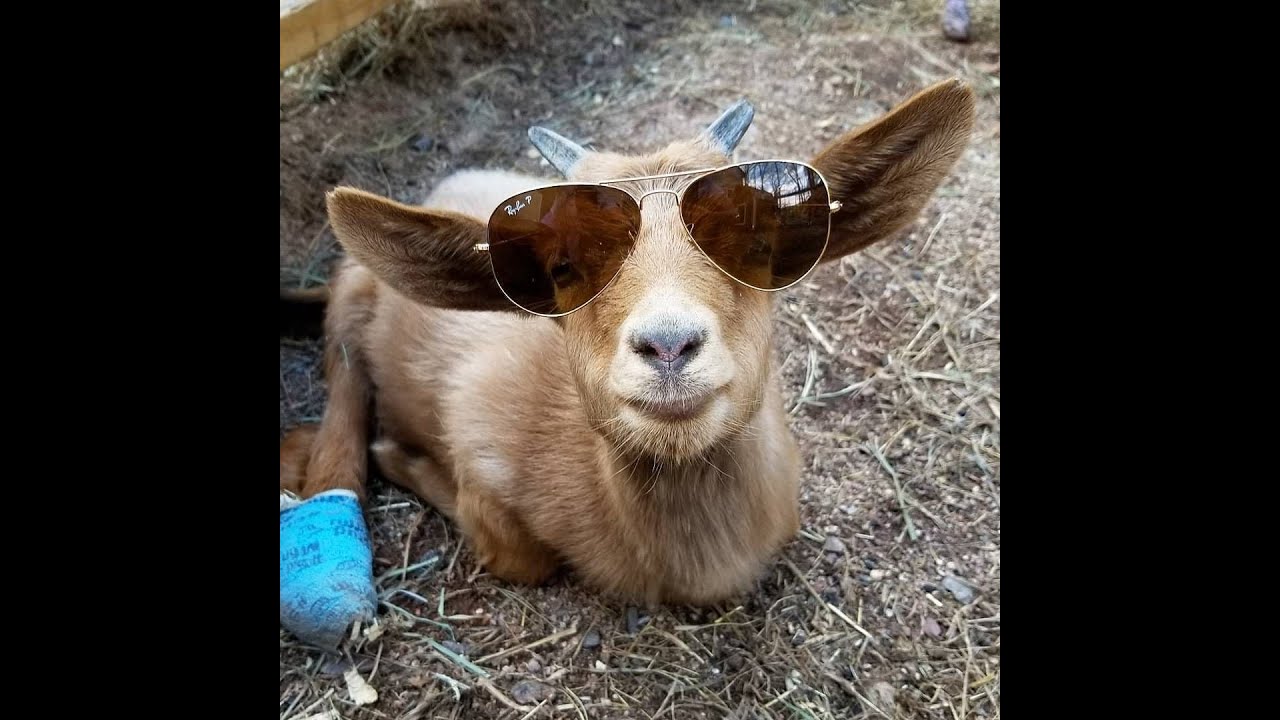 GOAT VIDEOS / GOAT GRAZING IN A FIELD - YouTube