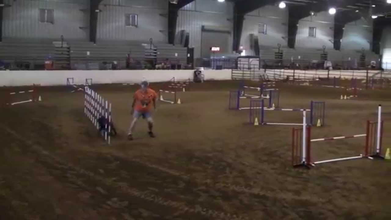 SJ MACH 3 RUN AKC HOTC 26 OCT 2014 1 - YouTube