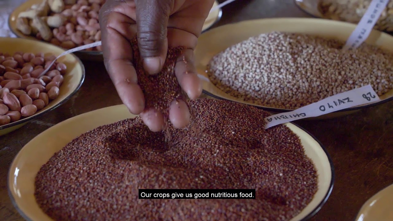 Safeguarding traditional seed in Goromonzi, Zimbabwe - YouTube