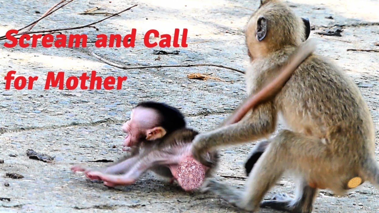 Baby Monkey Who Confuses Mother, Lovable Baby Mila Calls For Mother To ...