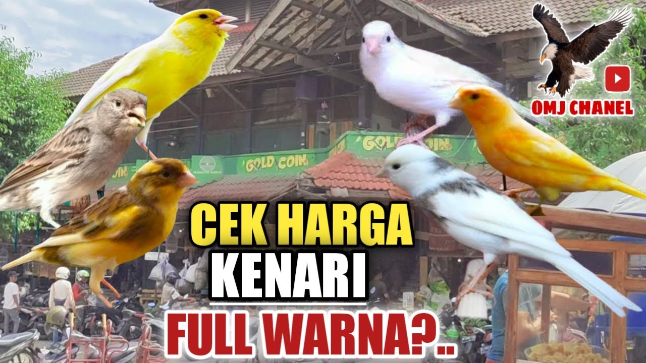 Harga kenari terbaru,kenari loper,kenari AF,kenari F1,kenari F2,kenari ...