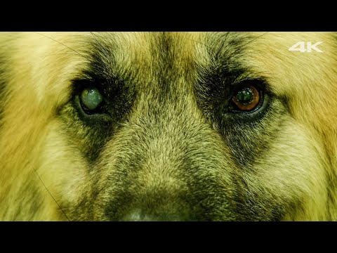 Muharrem'in Koyun Sürüsü ve Çoban Köpeği Bobi | Belgesel ▫️4K▫️