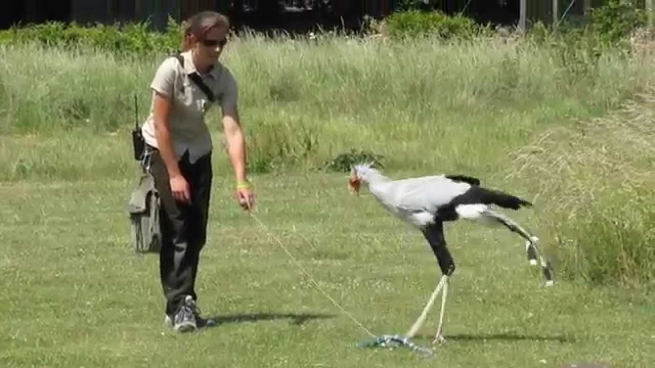 Andover Hawk Conservancy Trust - Secretary Bird - YouTube