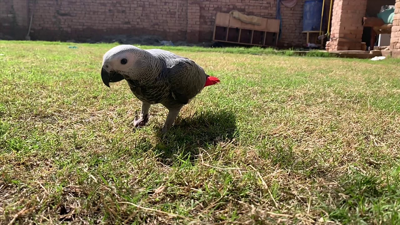African Grey Parrot Baby Enjoying in Outdoor - YouTube