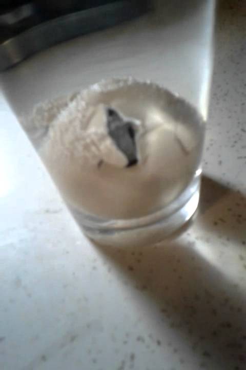 Koala Egg Part 2 - YouTube