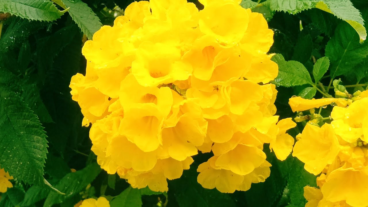 Tikoma flower plant - YouTube