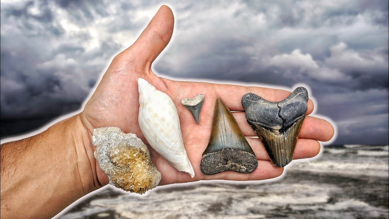 Megalodon Shark Tooth Hunting In The Aftermath Of Hurricane Isaias ...