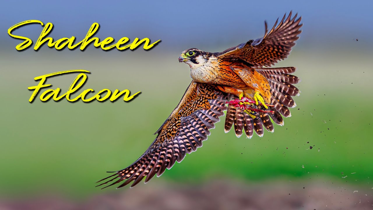 Shaheen Bird Wallpaper