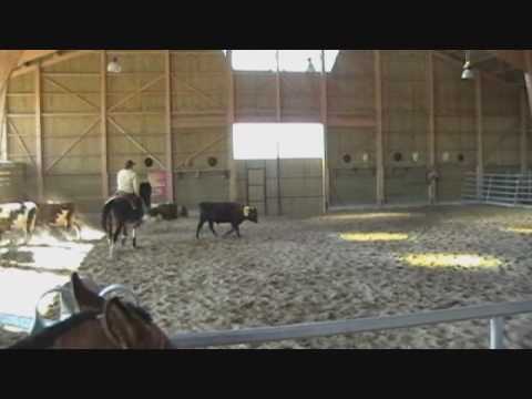 Ranch cutting & Ranch sorting at Randals bison - YouTube