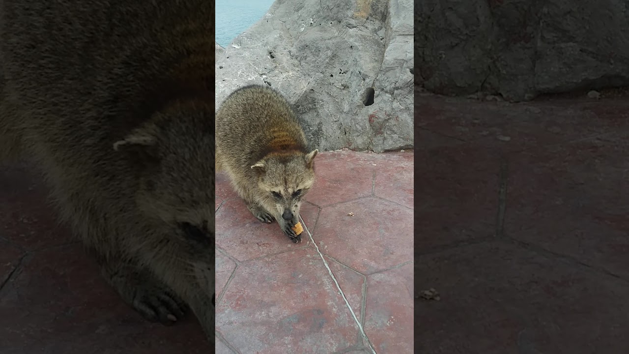 Vimos a los mapaches en Tampico!!!! - YouTube