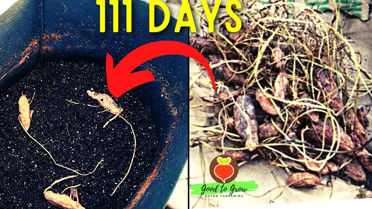 What Happens When You Plant OLD Fingerling Potatoes? (RESULTS!) | Guten ...
