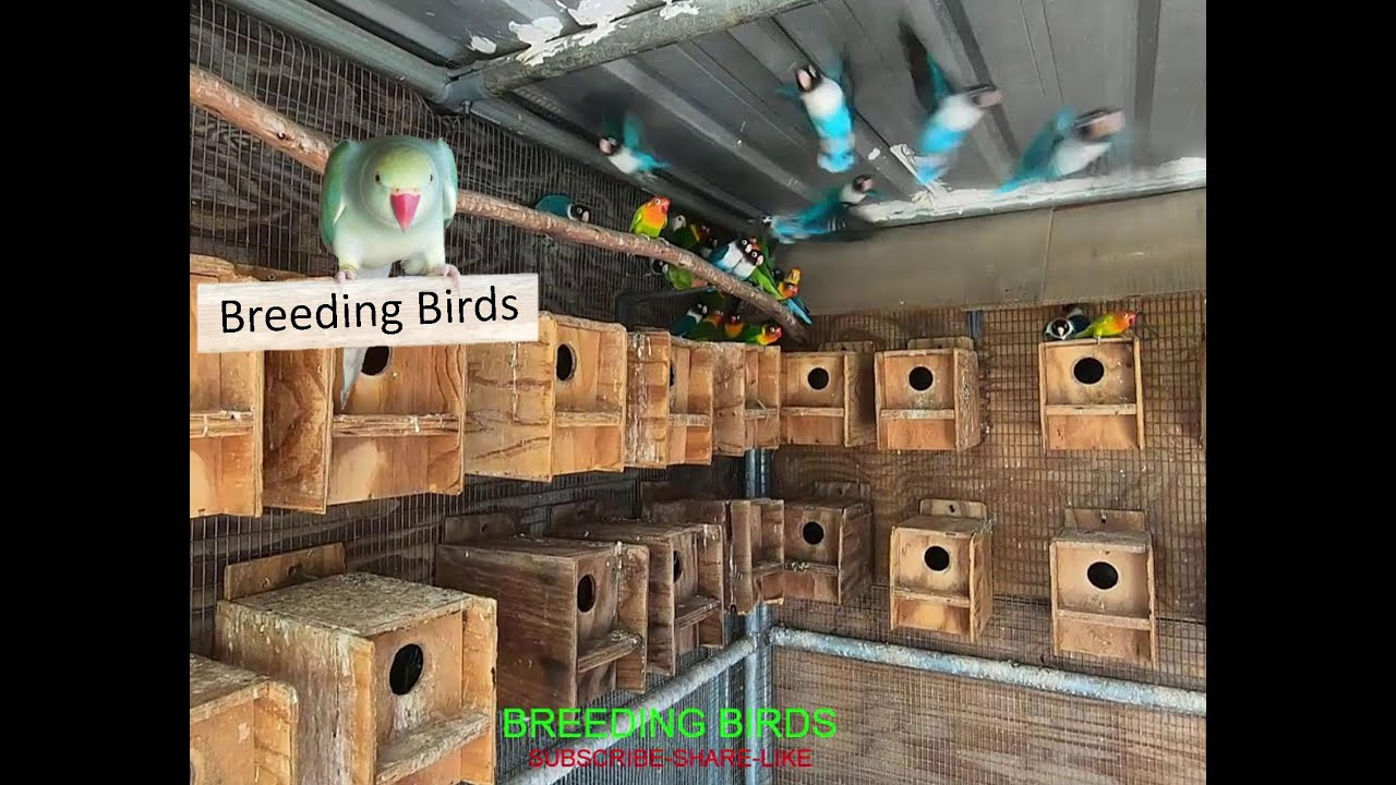 Lovebirds Nesting Season from Breeding - YouTube