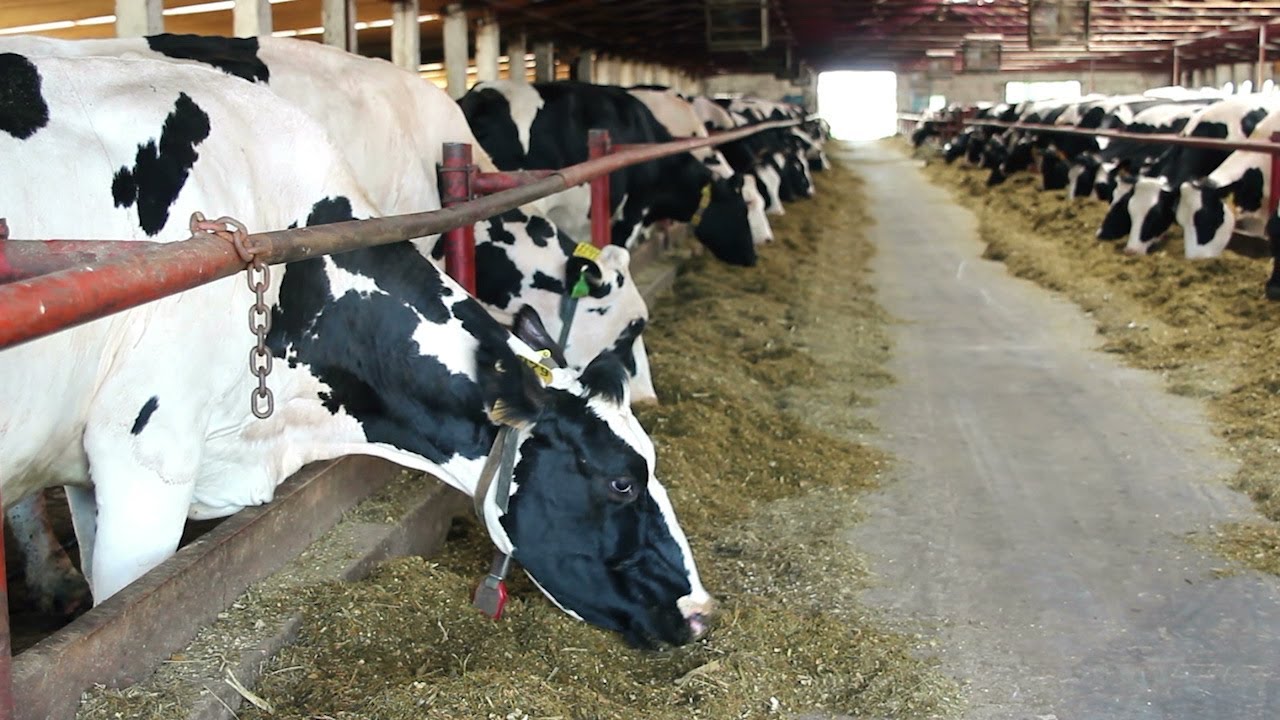 AgweekTV: New ND Dairy Operation Facing Pushback - YouTube