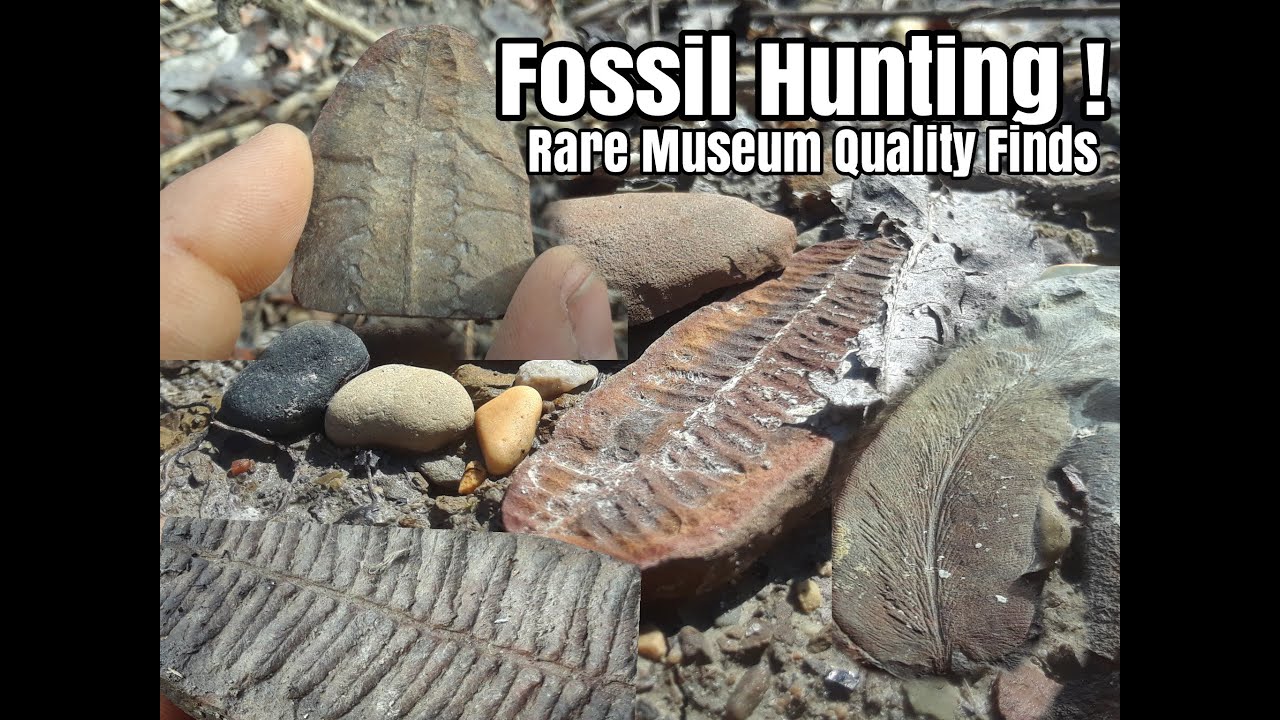 Fern Fossil Hunting Mazon Creek Rock hounding Braidwood Illinois ...