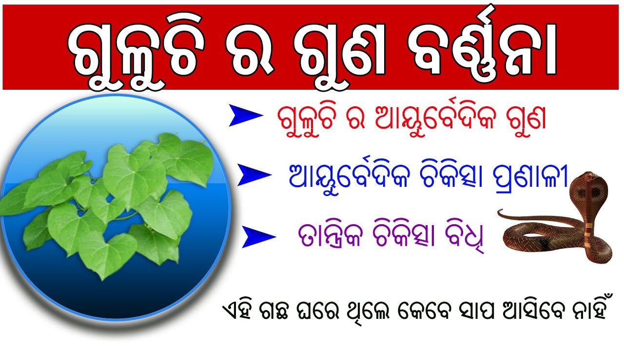 ଗୁଡୁଚି ଲତାର ଆୟର୍ବେଦିକ୍ ଗୁଣ ବିଷୟରେ କିଛି ଉପକାର ମିଳିଥାଏ। of Guluchi ...