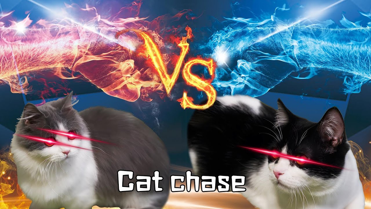 Cats' Rush Hour Chase! 😼| Funny Cat Challenge - YouTube