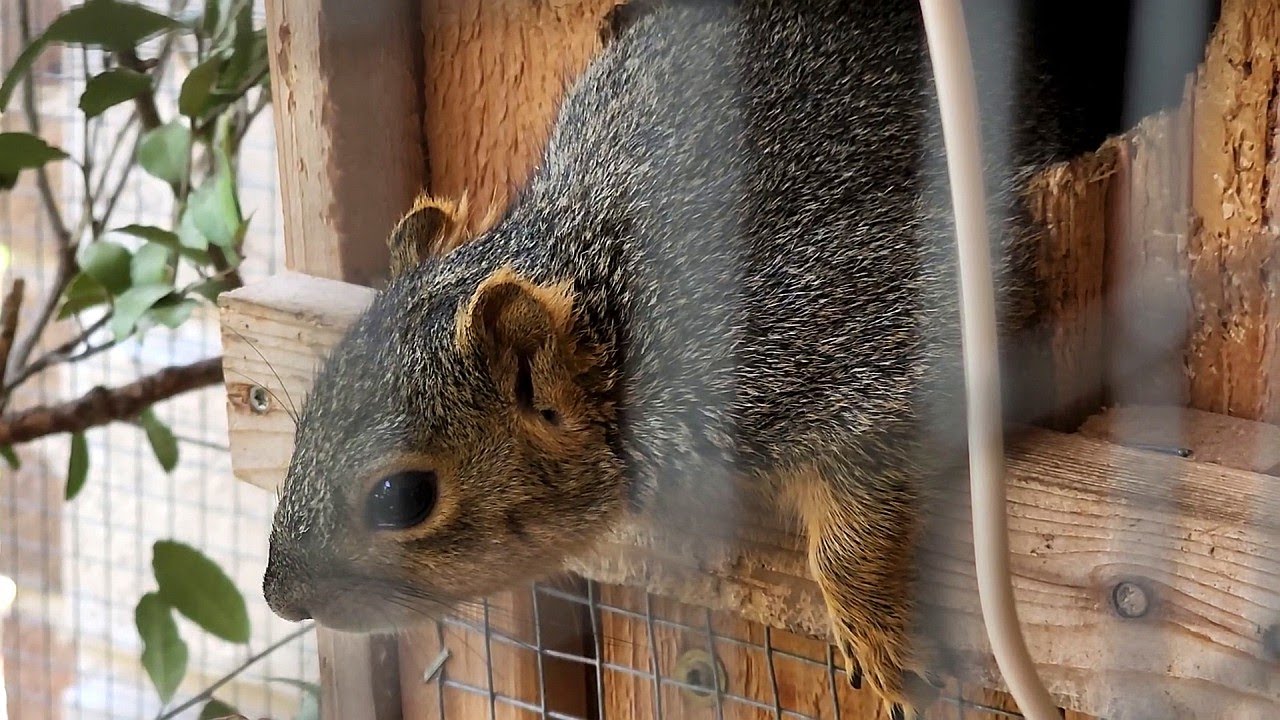 Released Squirrel Returns To Soft Release Cage After 18 hour In The ...