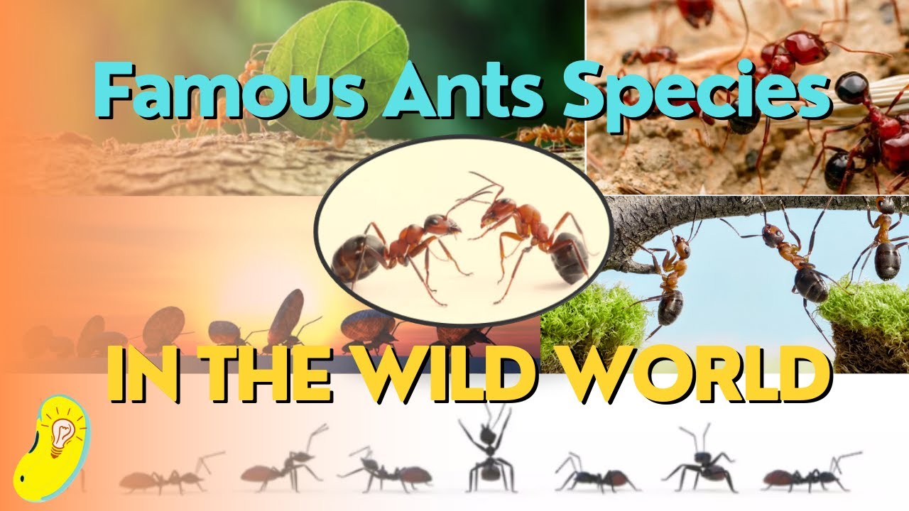 Famous Ants Species in the Wild World - YouTube