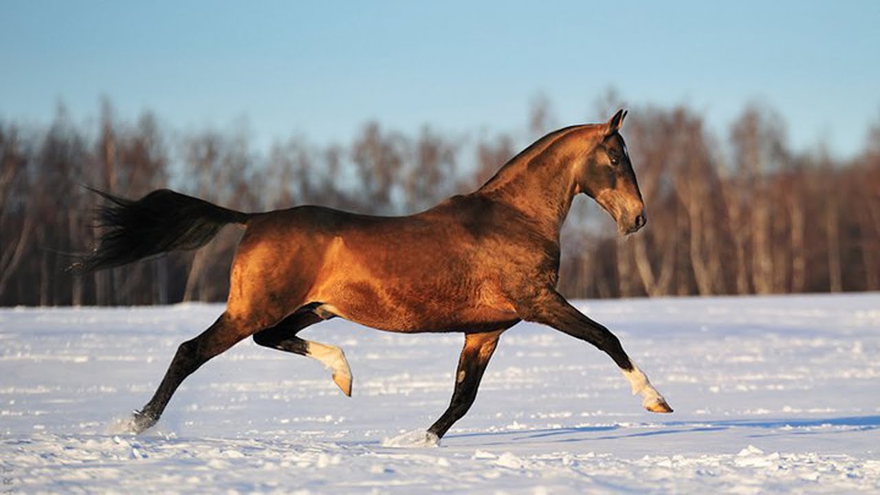 Race du Turkménistan - L'Akhal Téké, un cheval à l'apparence unique ...