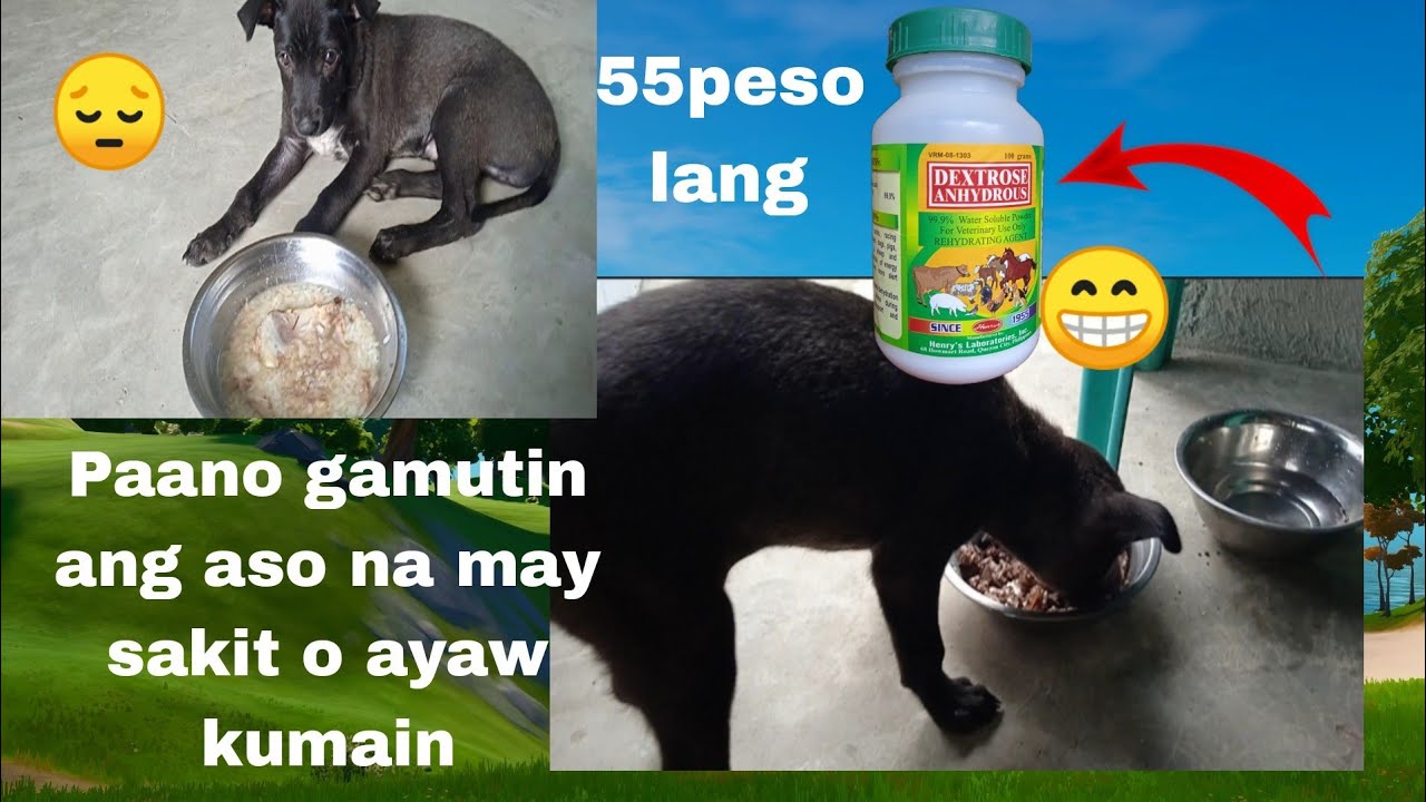 Paano gamutin ang Aso na may Sakit o ayaw Kumain - YouTube