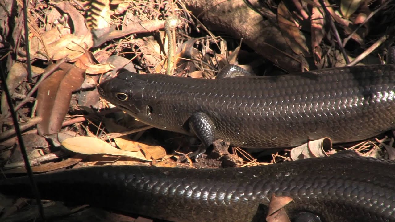 Land Mullet Lizard - YouTube