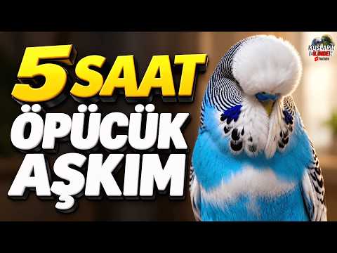 ÖPÜCÜK AŞKIM | Muhabbet Kuşu Konuşturma Eğitimi | 5 SAAT
