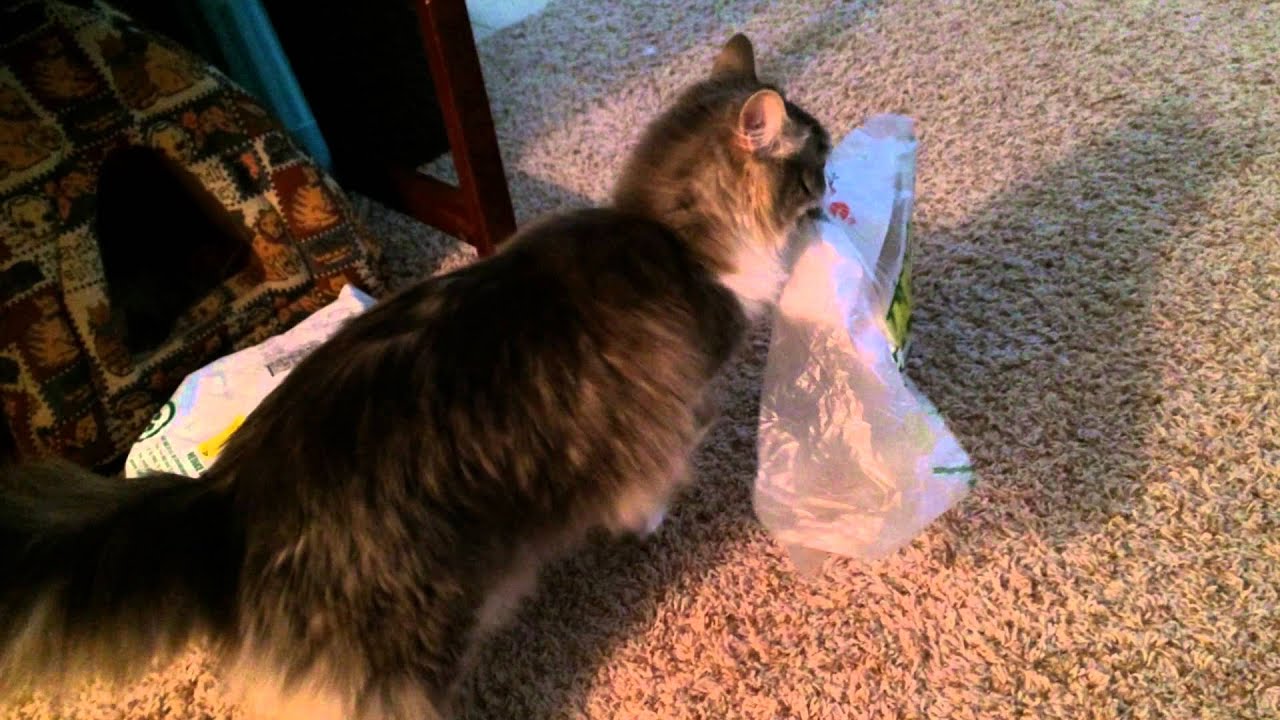 Cat Steals Subway Sandwich - YouTube