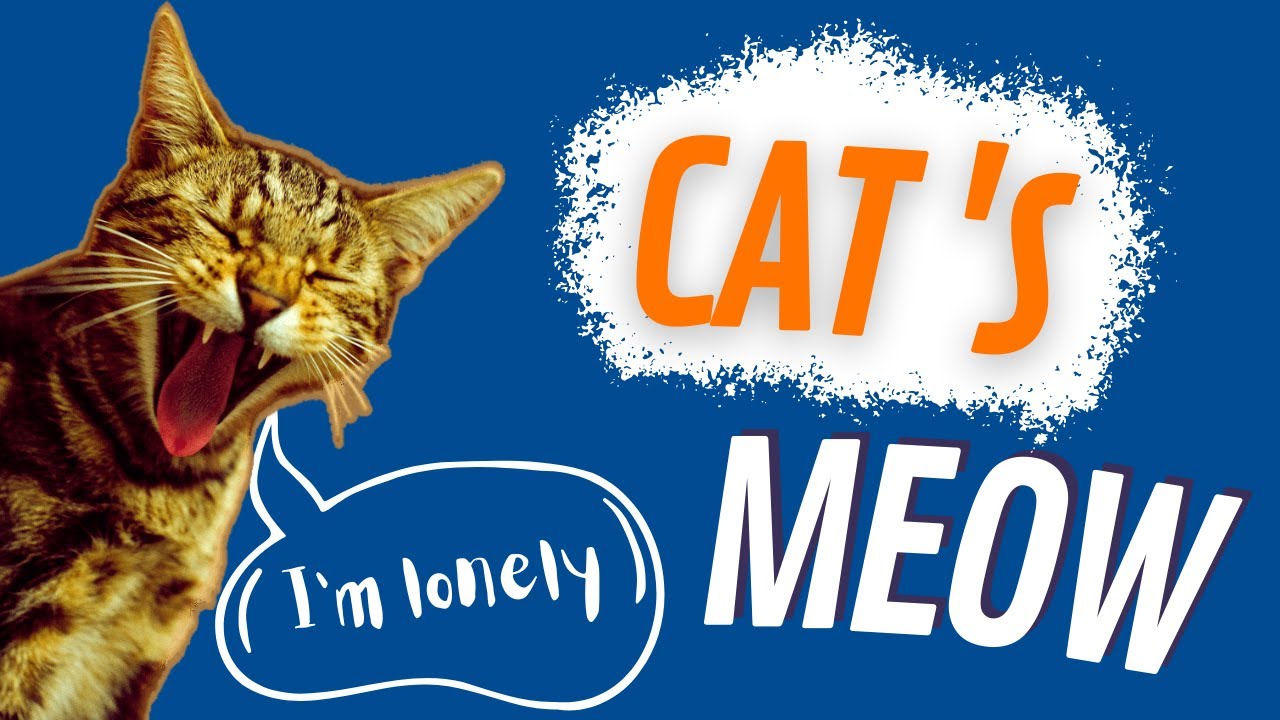 The Secret Of Cat's Meows - What They Mean? - YouTube