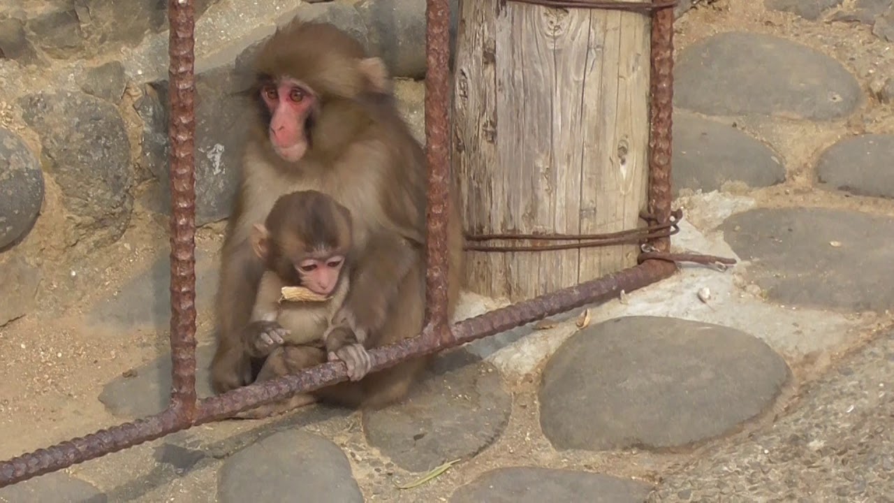 Awaji Island Monkey Center 12 2020b - YouTube