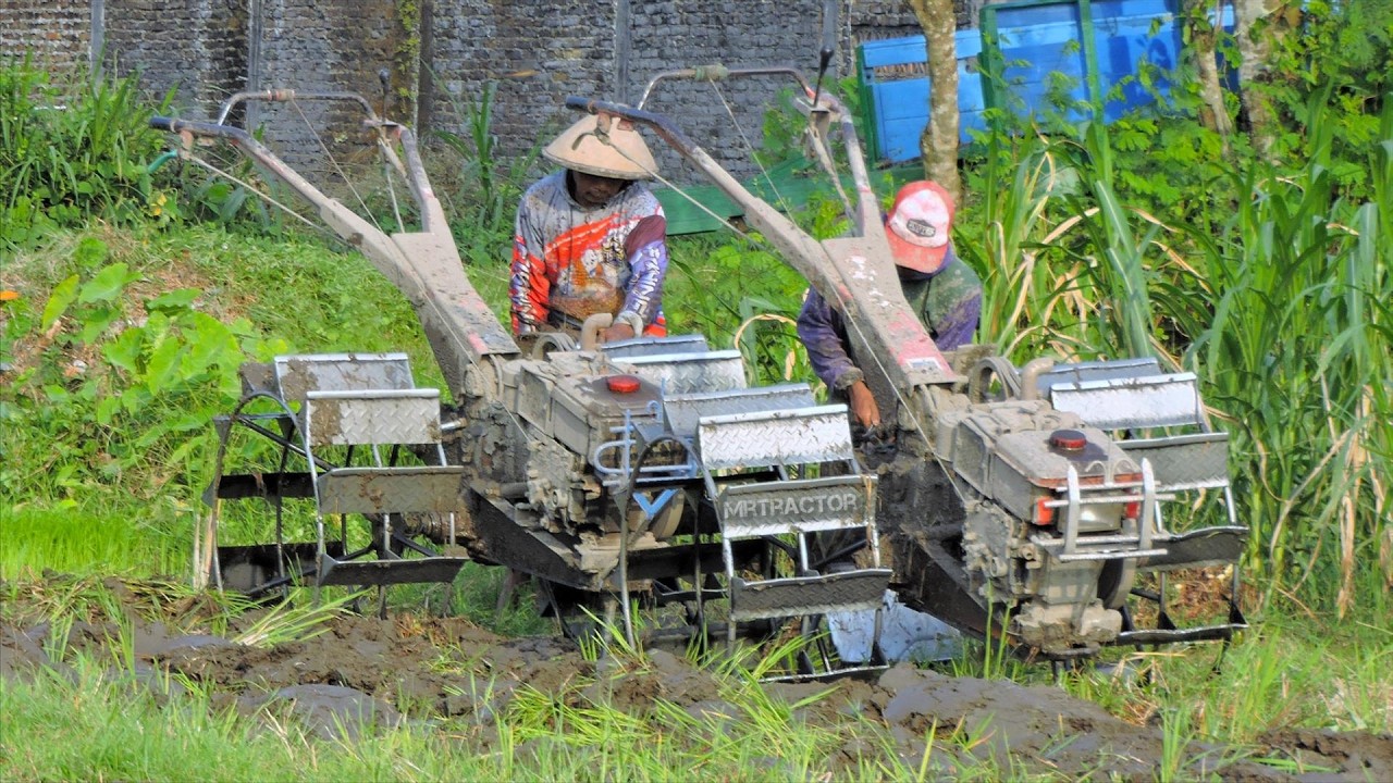 Farmer Perform Primary Tillage Operation On Watered Field Using Two ...