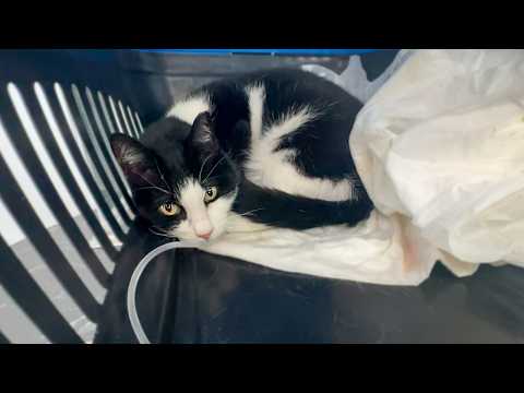 Kedim yaşam mücadelesi veriyor.