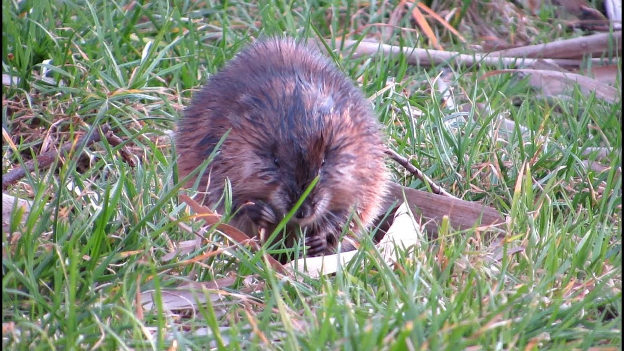 470. Ondatra pižmová, Ondatra zibethicus, Muskrat, Bisamratte, Rat ...