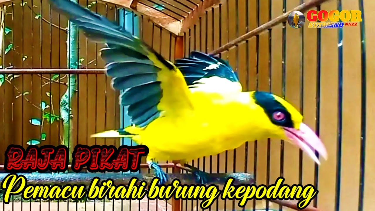 KICAU SUARA kepodang emas gacor RAJA PIKAT ini REKOMENDASI MENJADIKAN ...