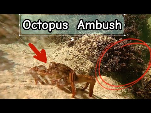 Octopus Ambush Crab In Tidepool - YouTube