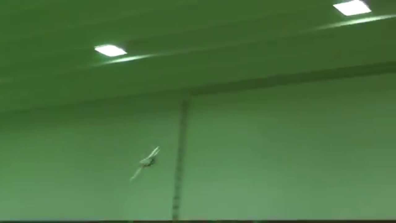TechOne LEADER Micro EPP 3D - Maiden Flight - YouTube
