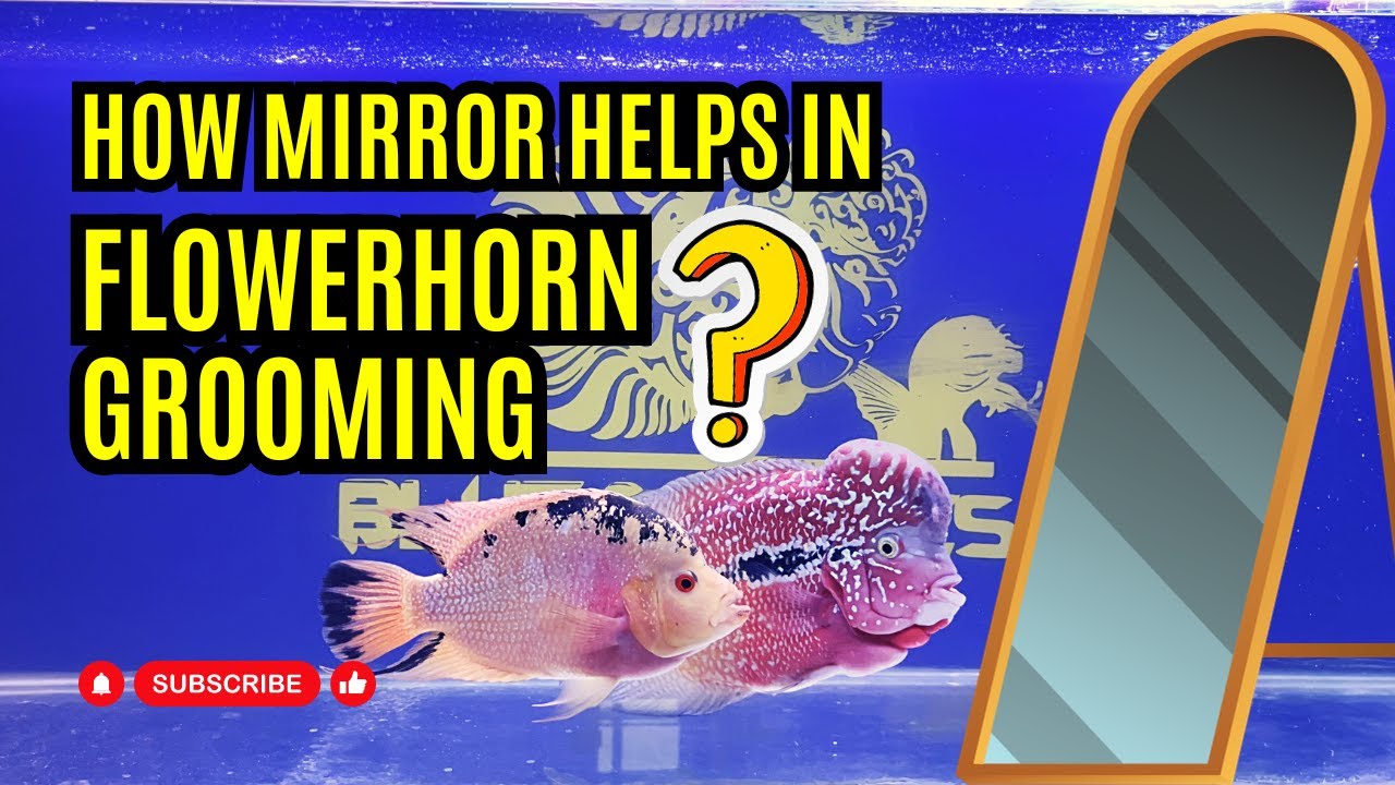 How to use Mirror in Flowerhorn Fish Grooming? || How to Groom ...