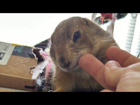 Poppy (&Paxton) the Prairie Dog is live! - YouTube