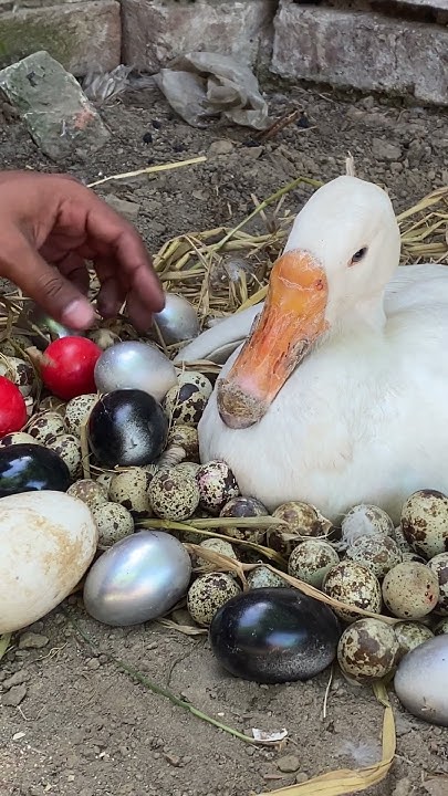 Geese Duck harvesting eggs to chicks - YouTube