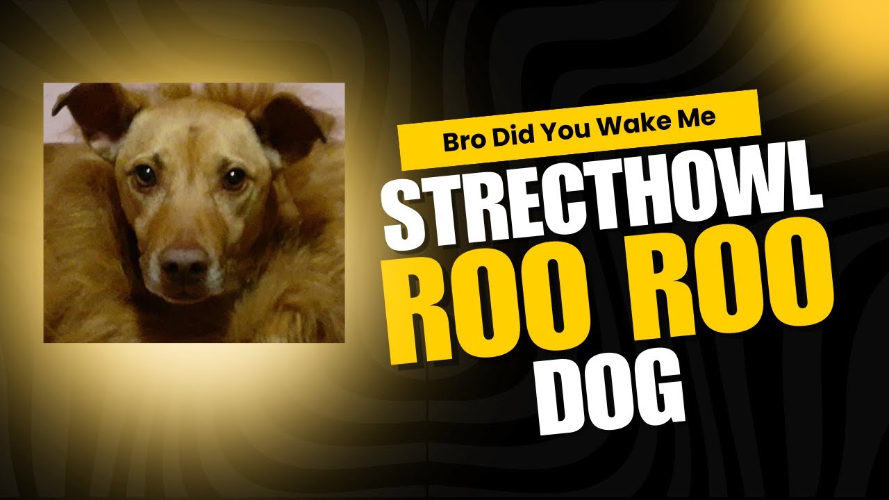 My Dog Roo Roo waking up howling - YouTube