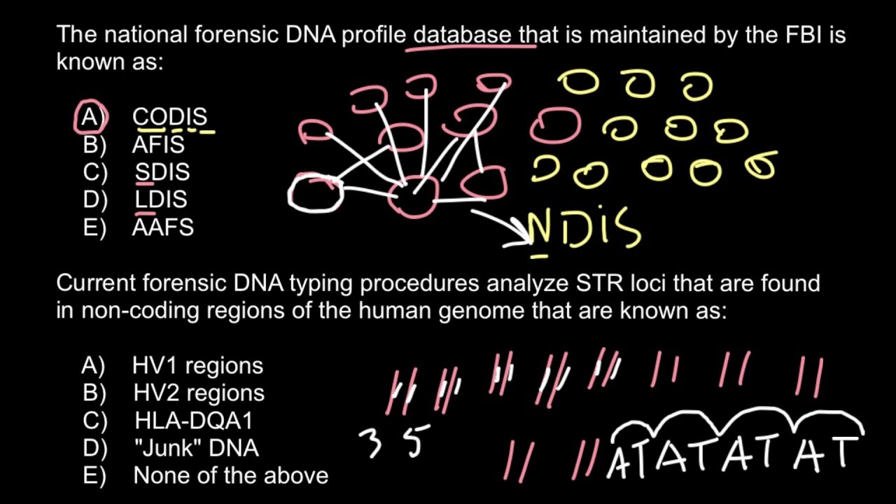 Forensic genetics: DNA fingerprinting - YouTube