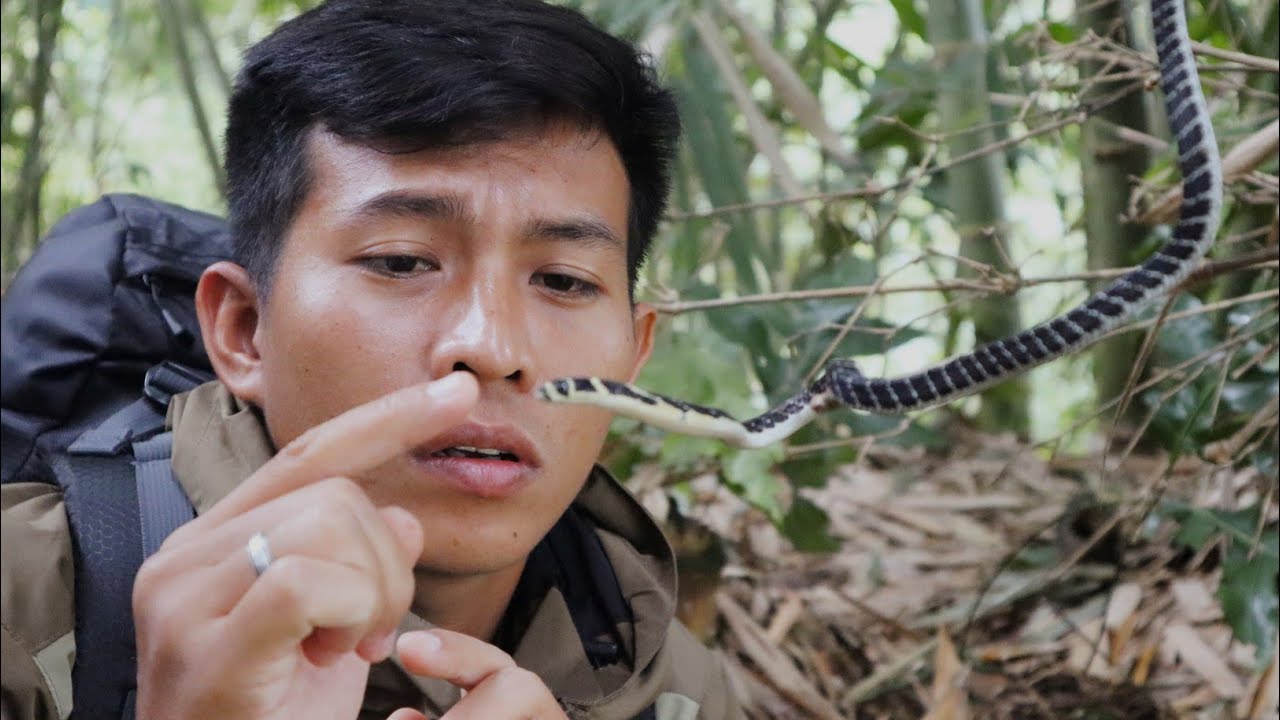 TARING BABY KING COBRA SI KECIL MEMATIKAN DENGAN BISA PALING LENGKAP # ...