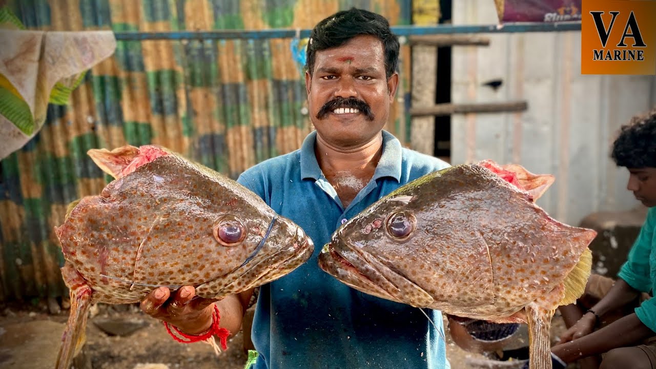 🐆CHEETAH DURAI 🦈AMAZING GROUPER HEAD FISH🦈 CUTTING VIDEO🔪VA MARINE🔪 ...