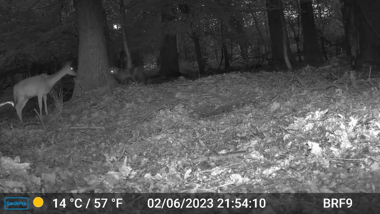 Deer & Fox Together - Forest Of Dean - YouTube