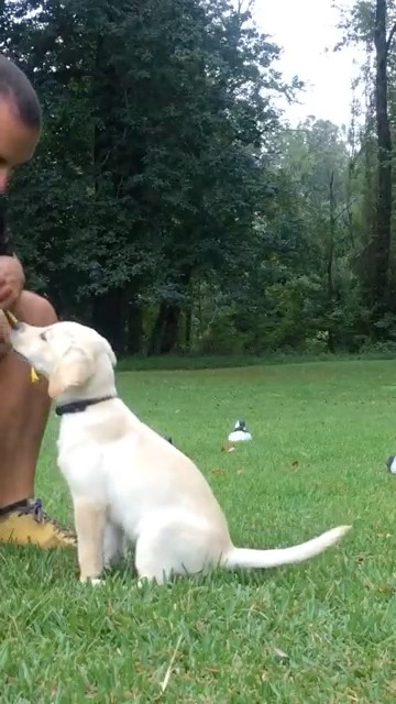 “The First Retrieve -Where a Duck Dog Is Born” 🦆🐶 #labradorretriever # ...