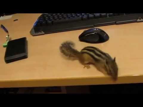 Animal Funny Videos - Burunduk Chipík v akci